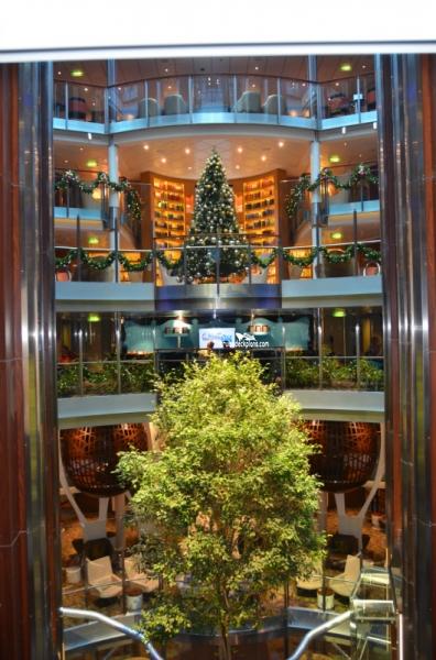 Celebrity Reflection The Library Pictures